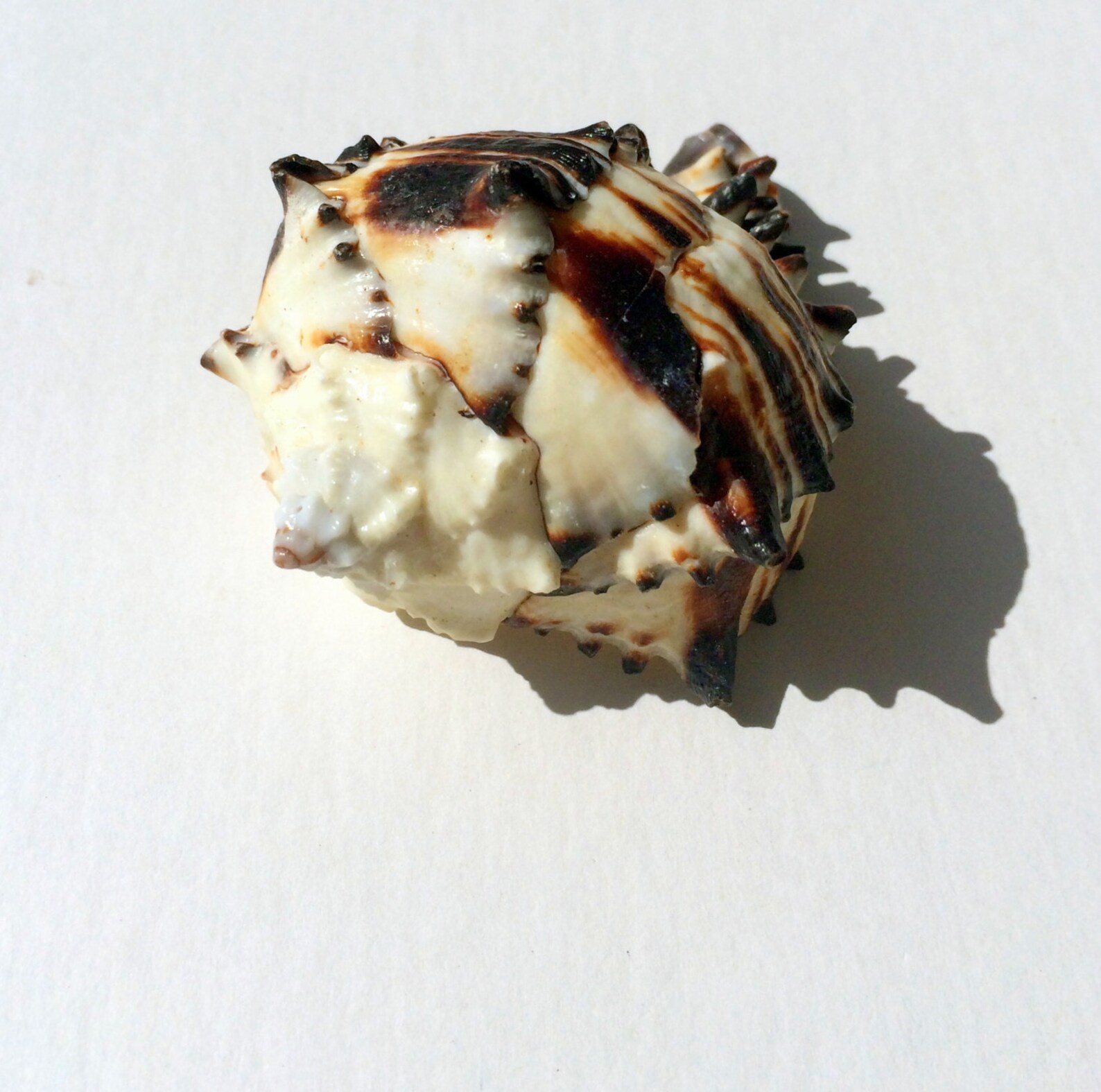 Black Murex Small Sea Shell 3-4 Coastal Decor Air - Etsy