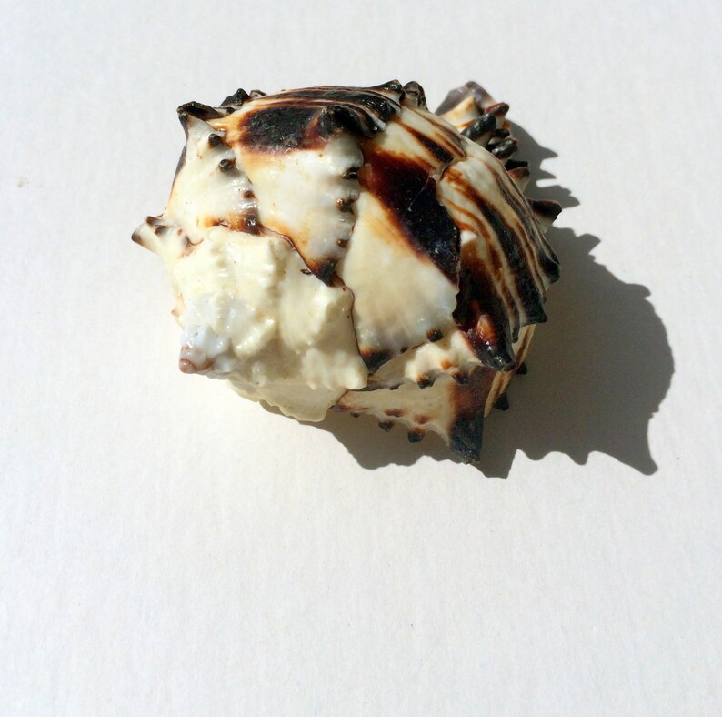 Black Murex Small Sea Shell 3-4 Coastal Decor Air - Etsy
