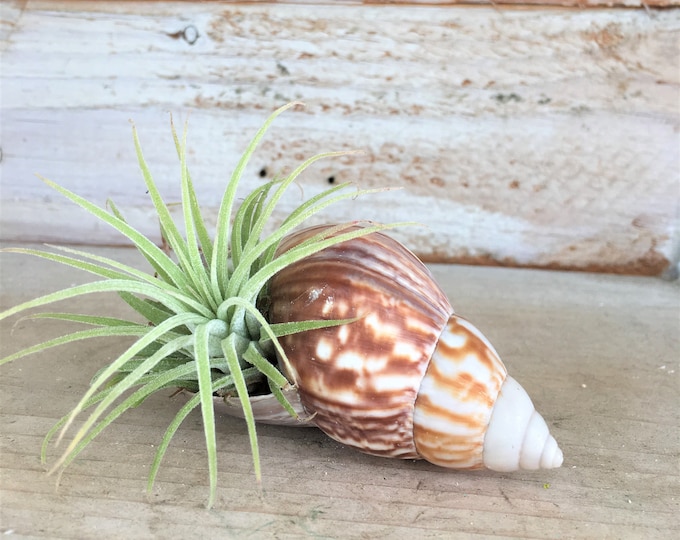 Air Plant With Shell Garden Single Seashell Planter - Etsy