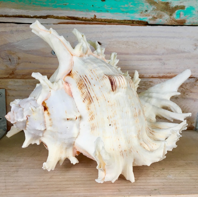 Pacific Ramosa Murex Conch Shell: Spiky Seashell Coastal Decor - Etsy