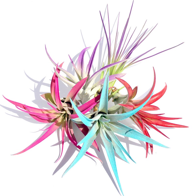 Colorful Air Plants - Etsy