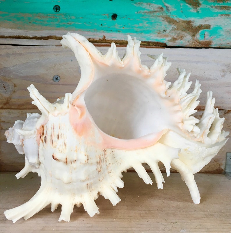 Pacific Ramosa Murex Conch Shell: Spiky Seashell Coastal Decor - Etsy