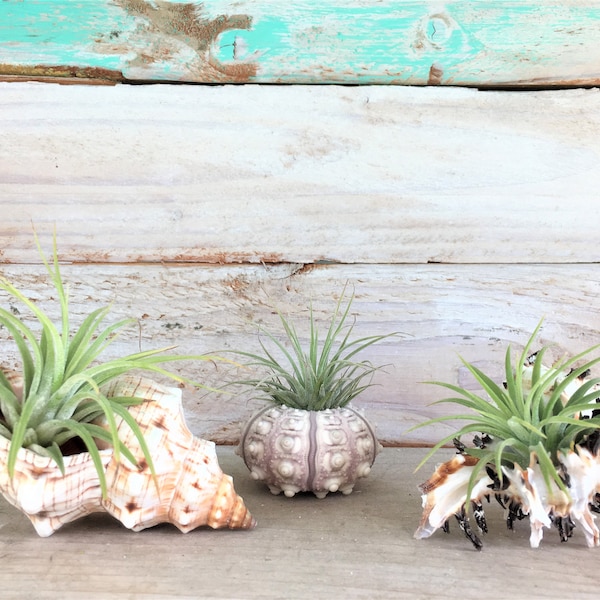 Air Plant Container - Etsy