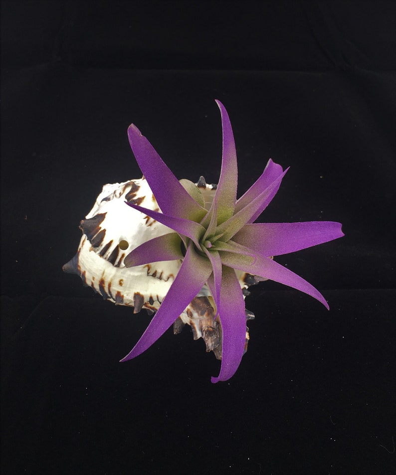 Air Plant in Black Murex Sea Shell Choose Your Plant Color and - Etsy