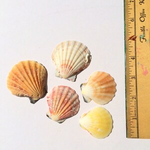 Pectin Shells Set of 5 Shell, Sea Shell, Seashell, Seaurchin, Sale ...