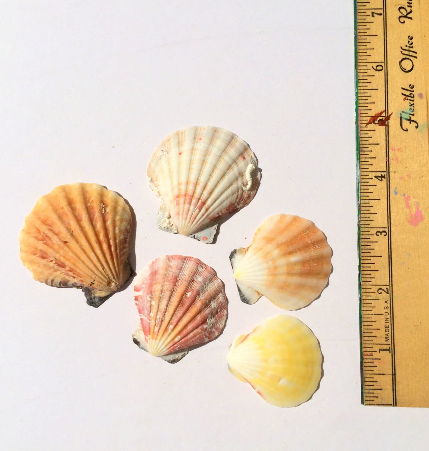 Pectin Shells Set of 5 Shell Sea Shell Seashell Seaurchin | Etsy