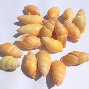 Land Snail Yellow Shell 12 Dozen, Sea Shell Seashell Beach Home Decor ...