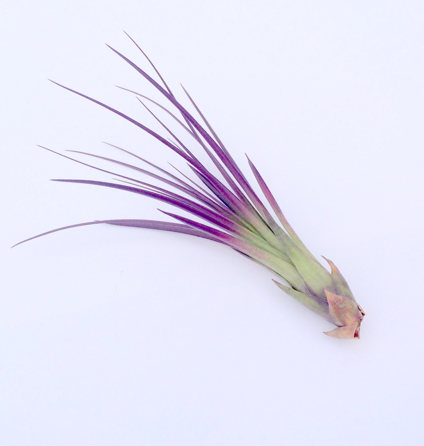 Purple Tricolor Mix of 3 | Etsy