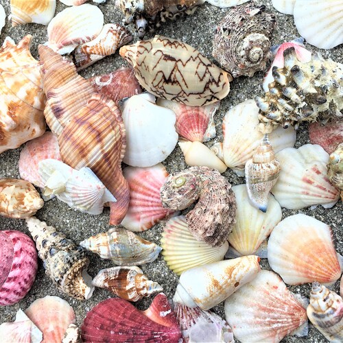 Assorted Sea Shell Mix Beach Wedding Decor Sea Shells Bulk - Etsy