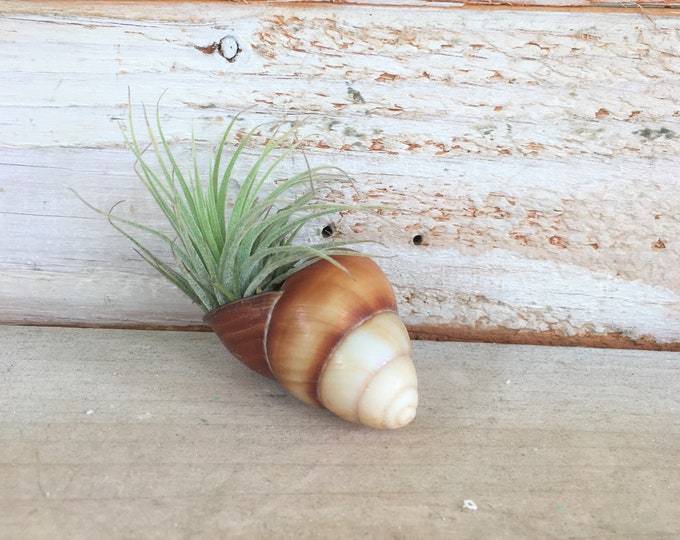 Air Plant With Shell Garden Single Seashell Planter - Etsy