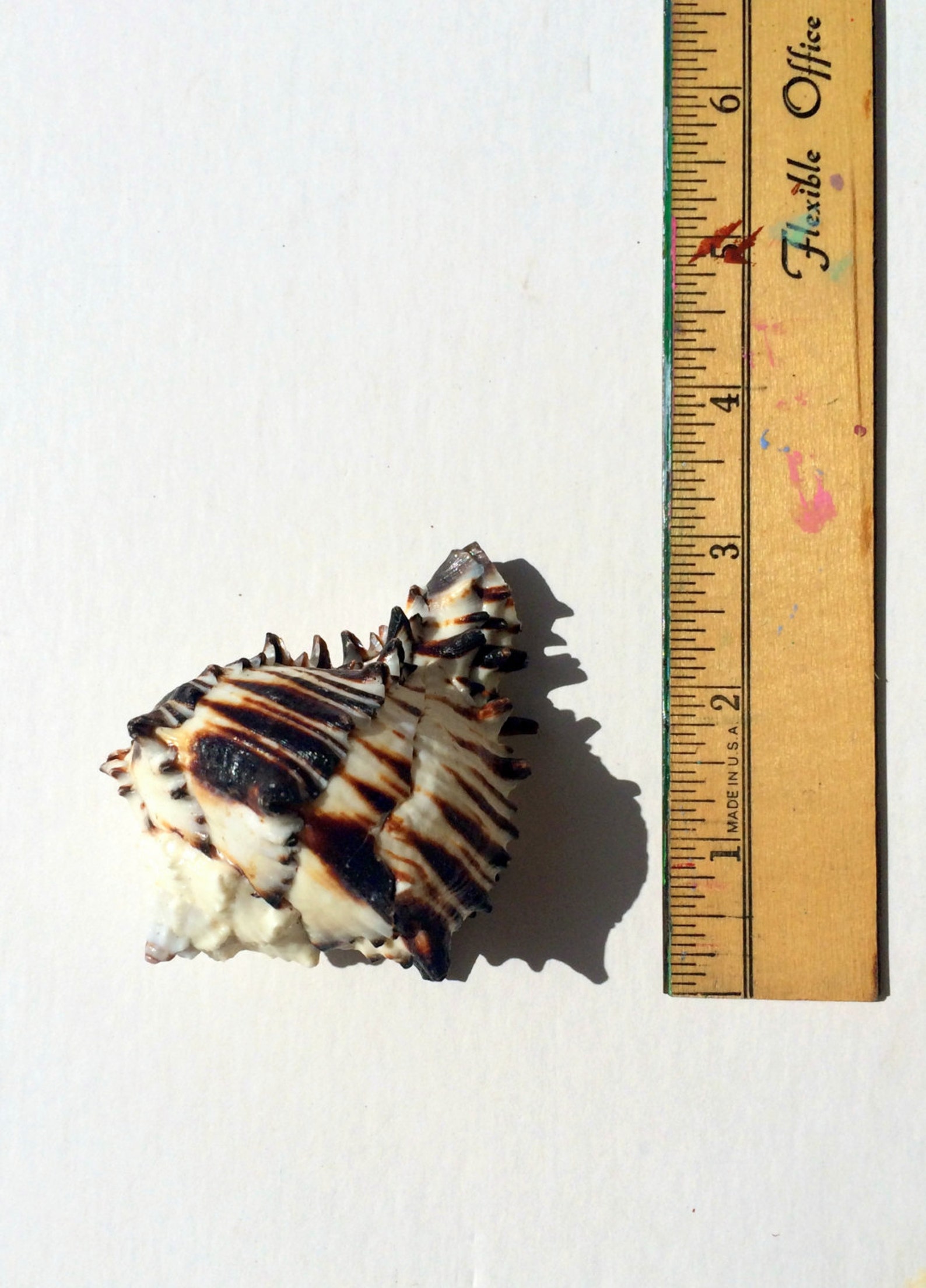 Black Murex Small Sea Shell 3-4 Coastal Decor Air - Etsy