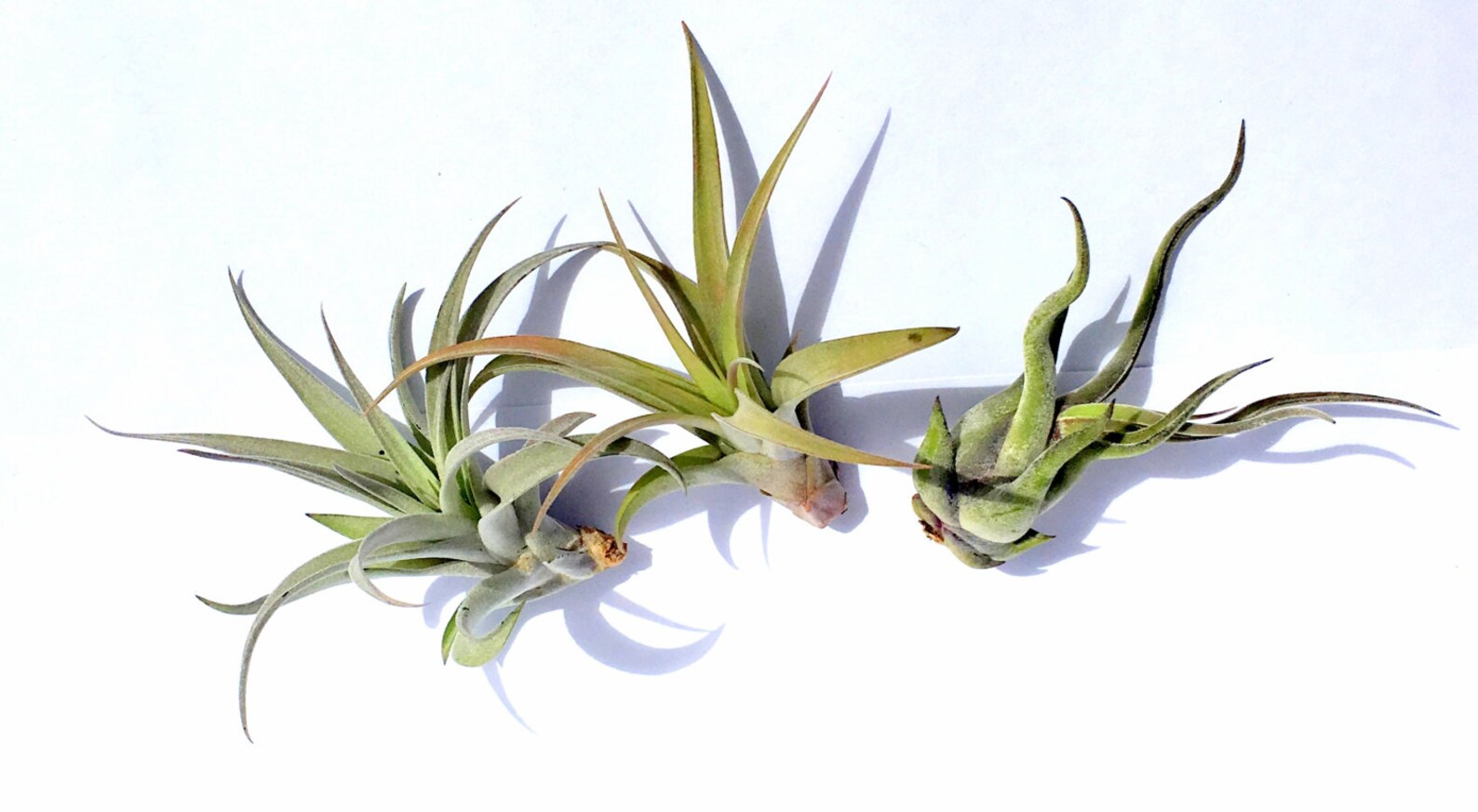 Air Plant Xeric Variety Mix of 10 Airplant Tillandsia | Etsy