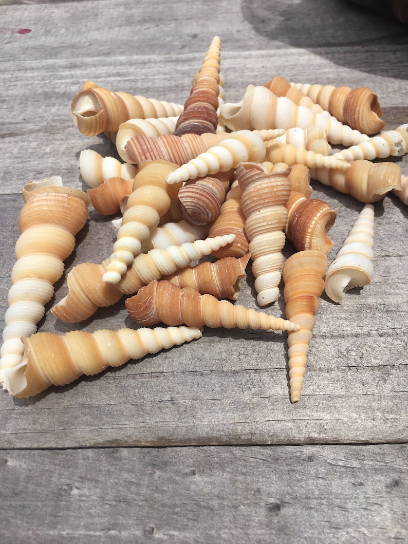 Unicorn Horn Turitella Turetella Sea Shell Assorted Sizes - Etsy