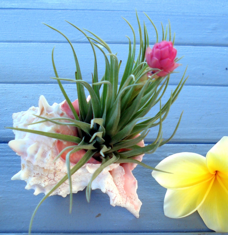 Air Plant in Shell 3-4 Seashell Sea Shell Murex Wholesale - Etsy