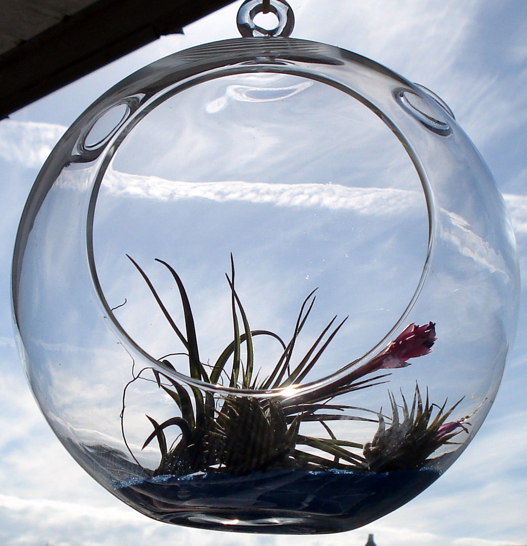 Large Orb Planter Kit With Air Plant Assortment - Etsy