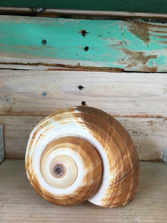 Tonia Shell Choose Your Size Single Shell Sea Shell | Etsy