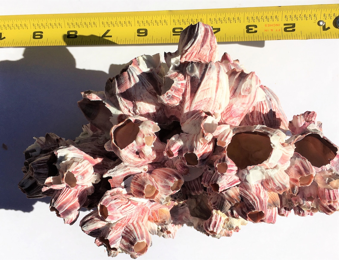 Barnacle Medium Small Planter Without Plants Shell Sea Shell | Etsy