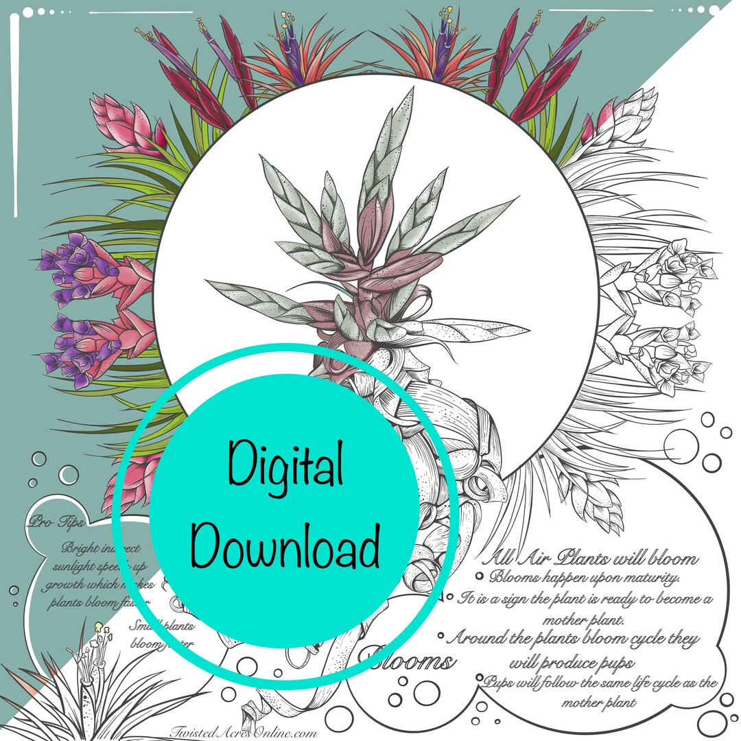 Air Plant Educational Coloring Sheets Set of 10 Digital Download ...