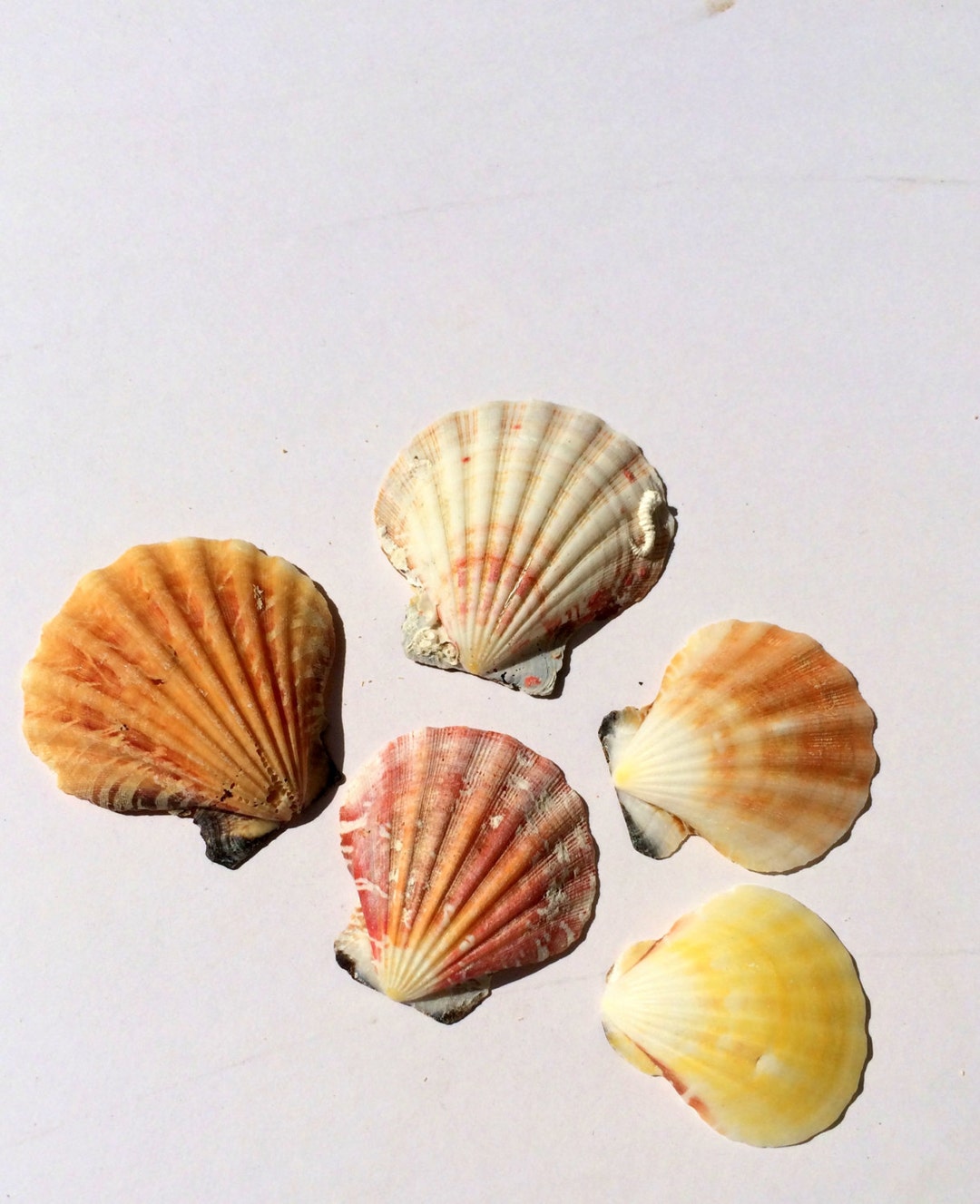 Pectin Shells Set of 5 Shell, Sea Shell, Seashell, Seaurchin, Sale ...