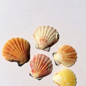 Pectin Shells Set of 5 Shell, Sea Shell, Seashell, Seaurchin, Sale ...