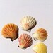 Pectin Shells Set of 5 Shell Sea Shell Seashell Seaurchin | Etsy