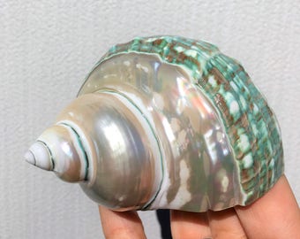 Turbo Solid Green 3 Bulk Pack of 6 Shell Sea Shell | Etsy