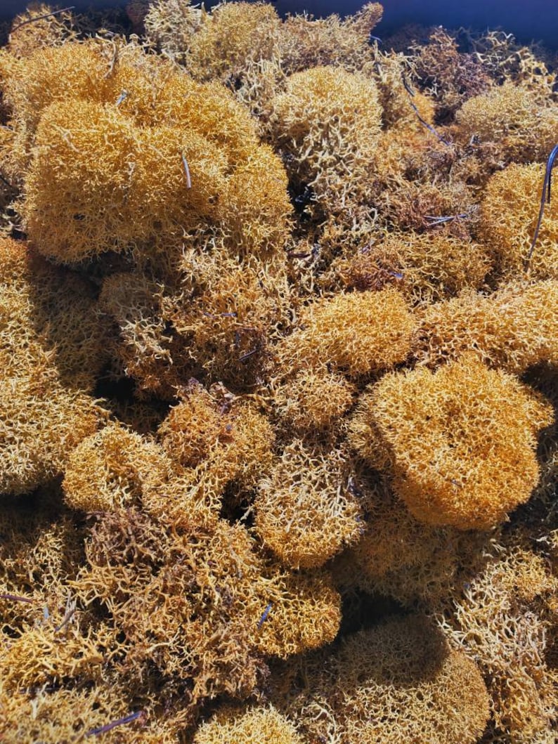 Reindeer Moss Orange Rust 1 OZ Bag Small Bag Airplant - Etsy