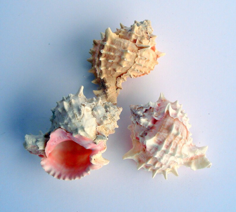 Pink Murex Sea Shell Set of 3 3-4 Sea Shell Coastal | Etsy
