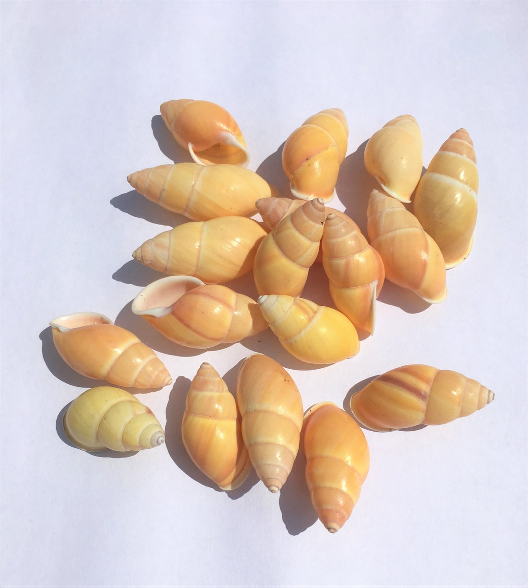 Land Snail Yellow Shell 12 Dozen, Sea Shell Seashell Beach Home Decor ...