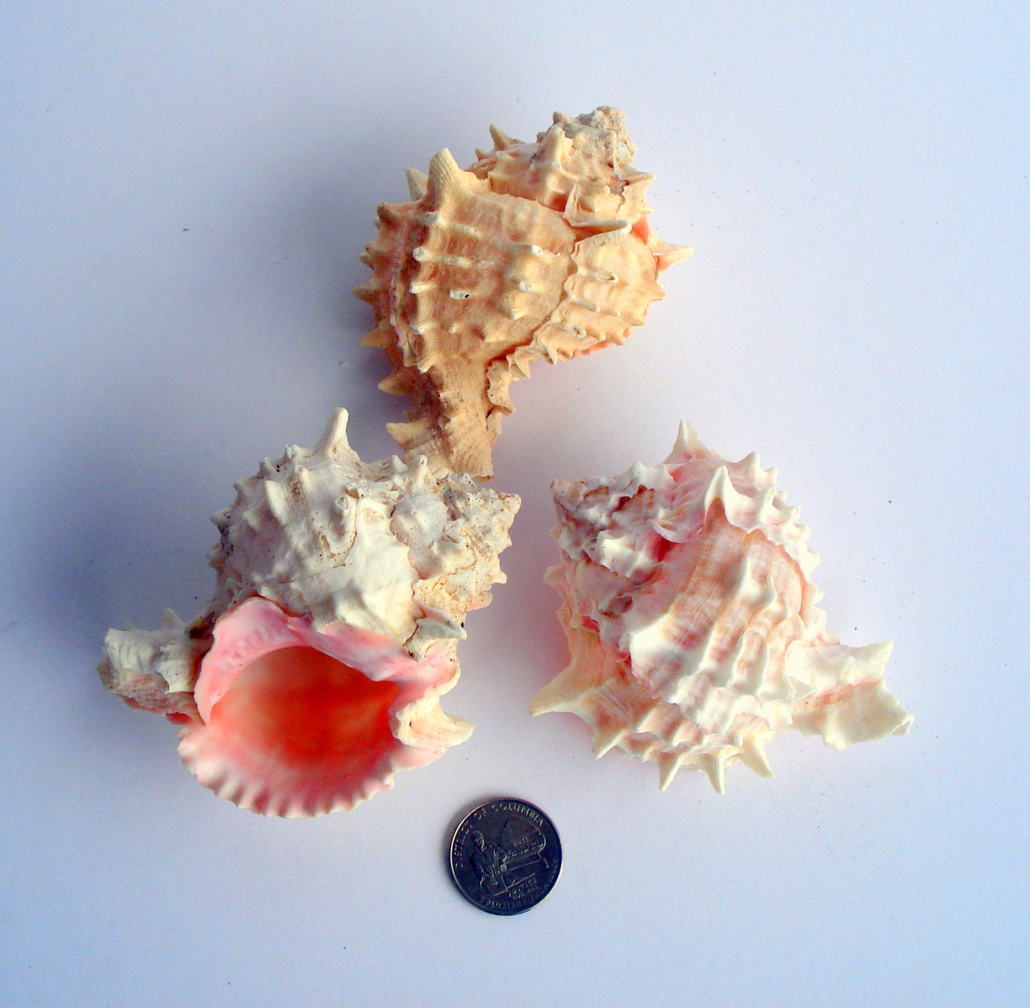 Pink Murex Sea Shell Set of 3 3-4 | Etsy