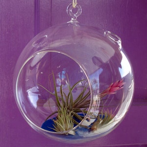 Large Orb Planter Kit With Air Plant Assortment - Etsy