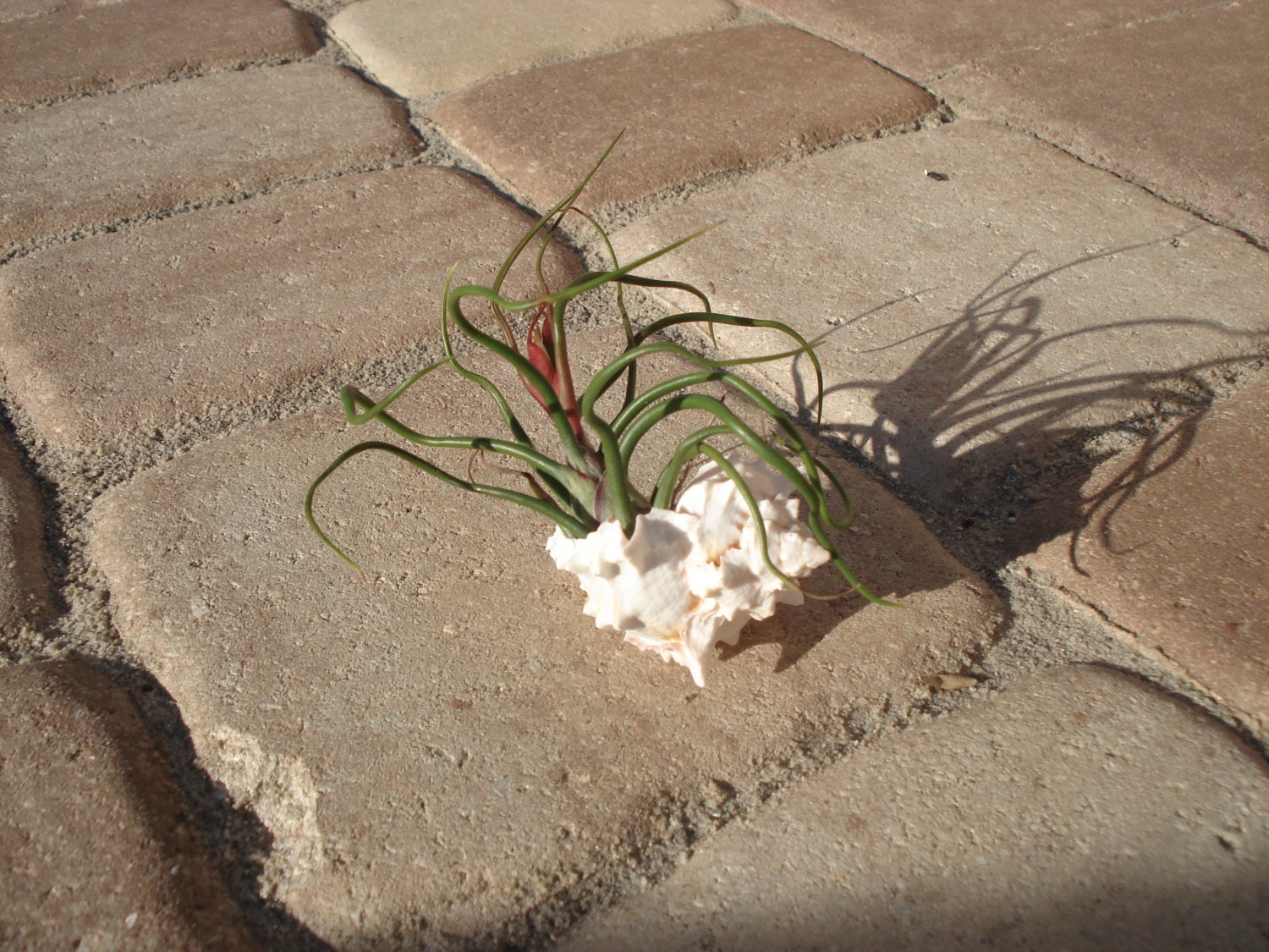 Air Plant Tillandsia Shell Planter - Etsy