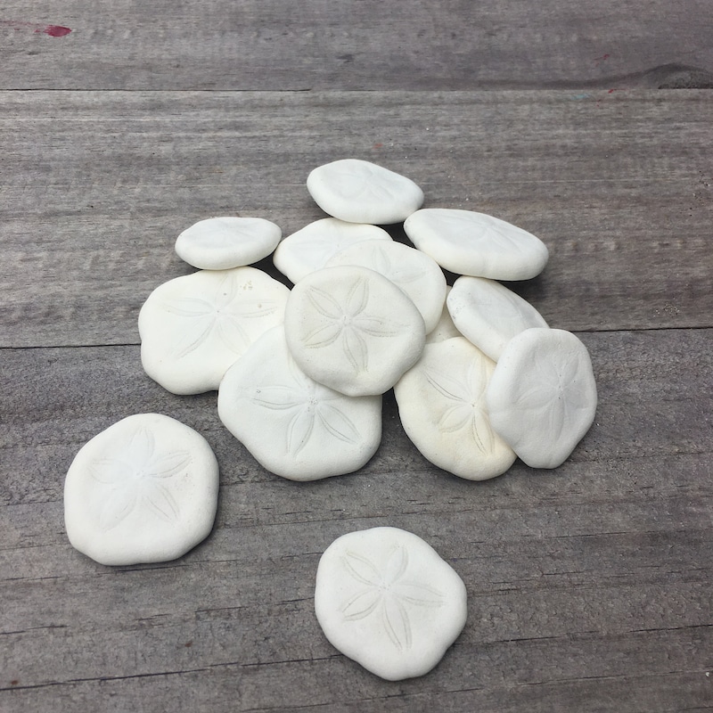 Sand Dollars - Etsy