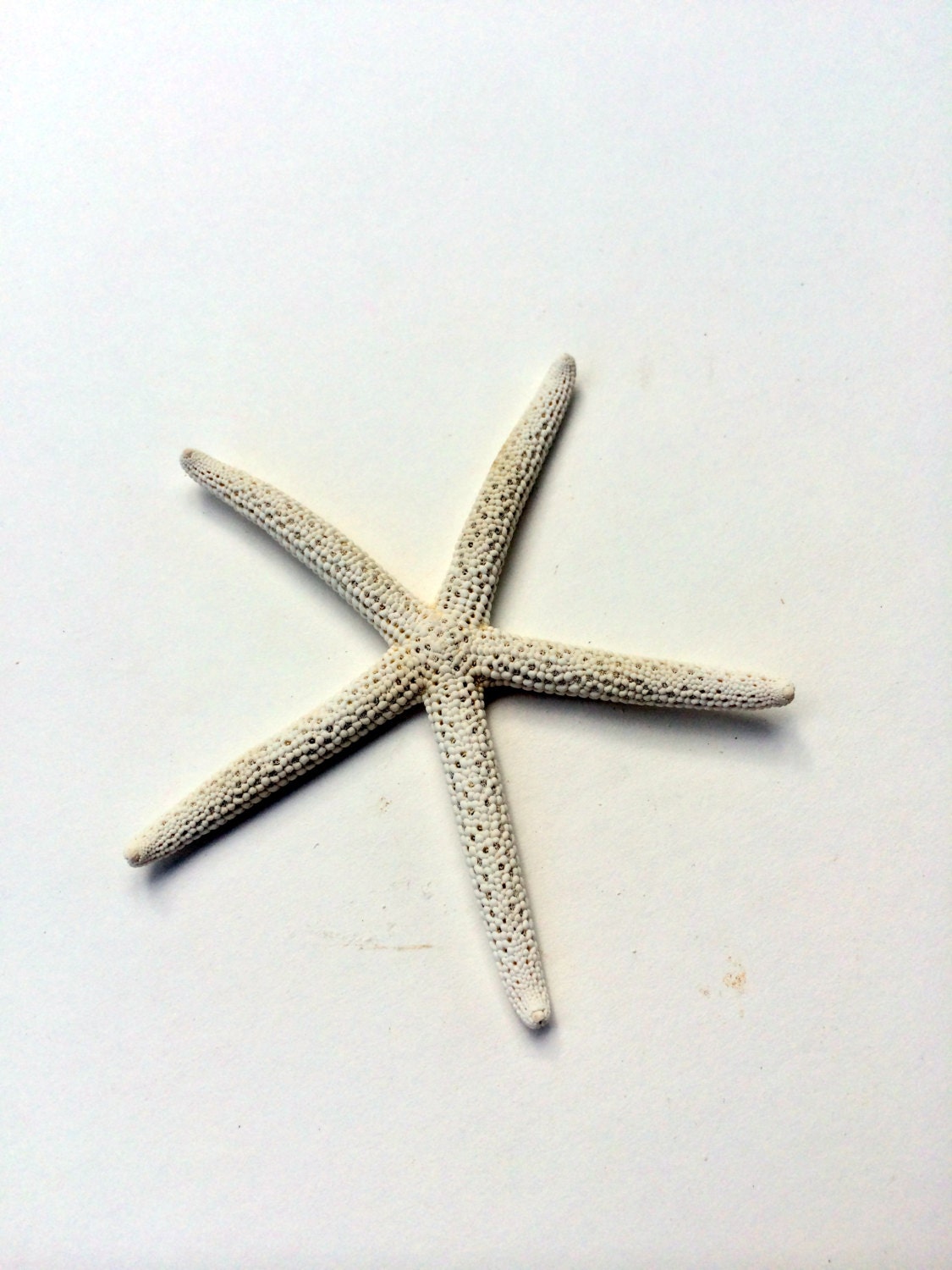 White Starfish 34 Single Shell Sea Shell - Etsy