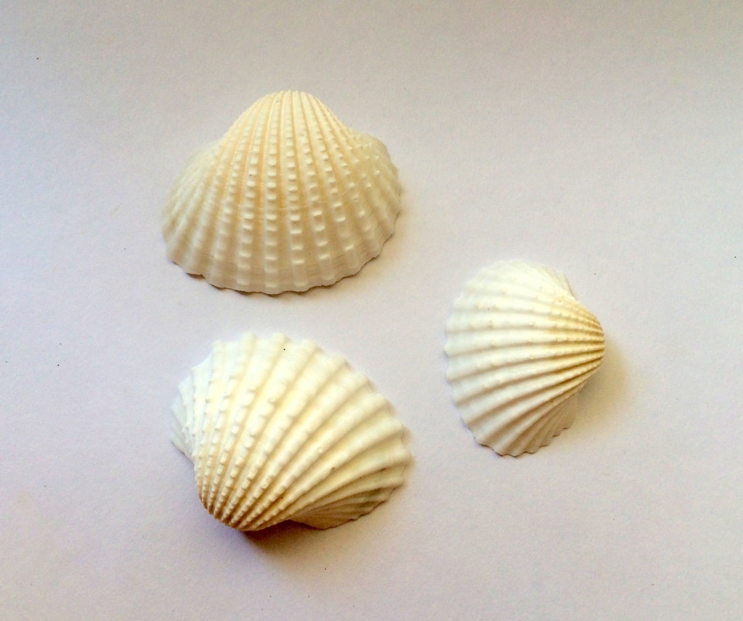 White Ark Shells Set of 3 Shell, Sea Shell, Seashell, Seaurchin, Sale ...