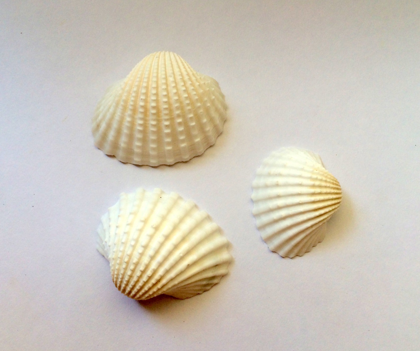 White Ark Shells Set of 3 Shell Sea Shell Seashell | Etsy