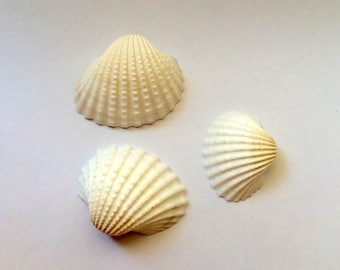 Pectin Shells Set of 5 Shell Sea Shell Seashell Seaurchin | Etsy