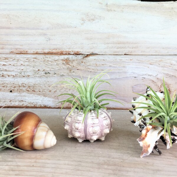 Seashell Planter - Etsy