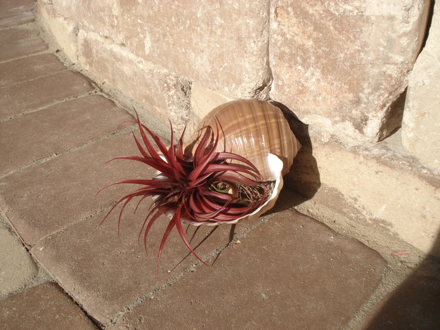 Air plant tillandsia shell planter | Etsy