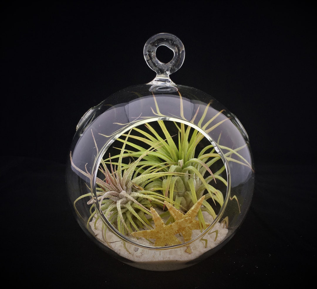 Air Plant Hanging Terrarium Kit: Clear Glass Orb With Sand & Shell - Etsy
