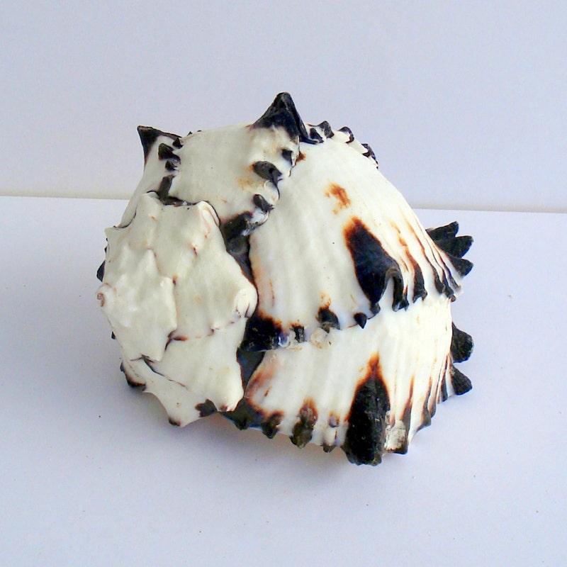 Murex Shell - Etsy