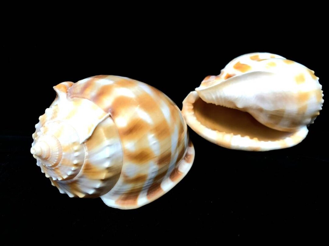 Sea Shell Bandatum - Etsy
