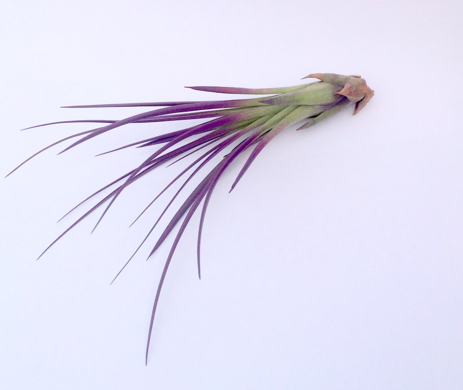 Purple Tricolor Mix of 3 - Etsy