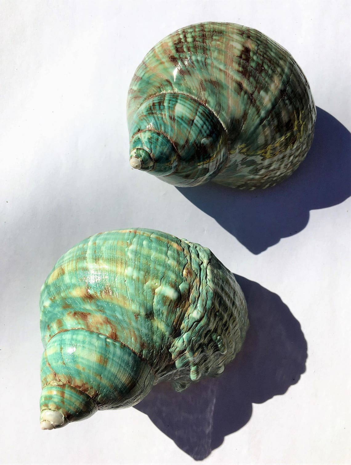 Turbo Solid Green 3 Bulk Pack of 6 Shell Sea Shell | Etsy