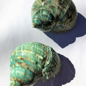 Turbo Solid Green 3 Bulk Pack of 6 Shell, Sea Shell, Seashell ...