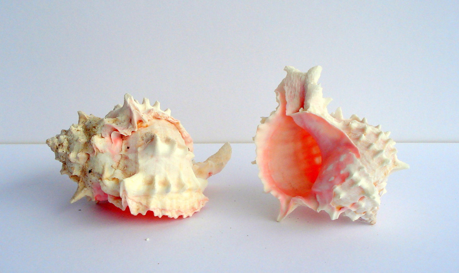 Pink Murex Sea Shell Set of 3 3-4 | Etsy