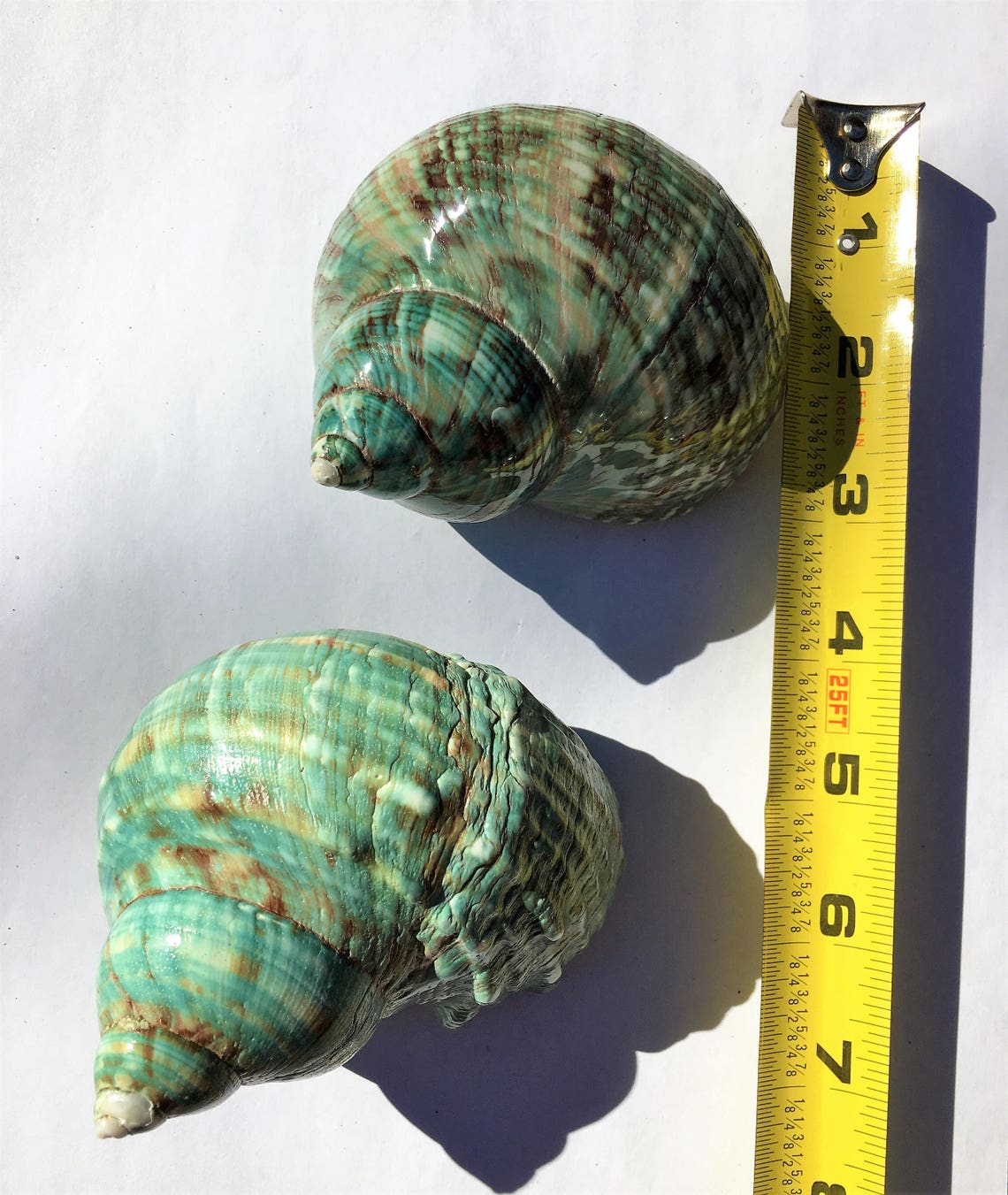 Turbo Solid Green 3 Bulk Pack of 6 Shell Sea Shell | Etsy