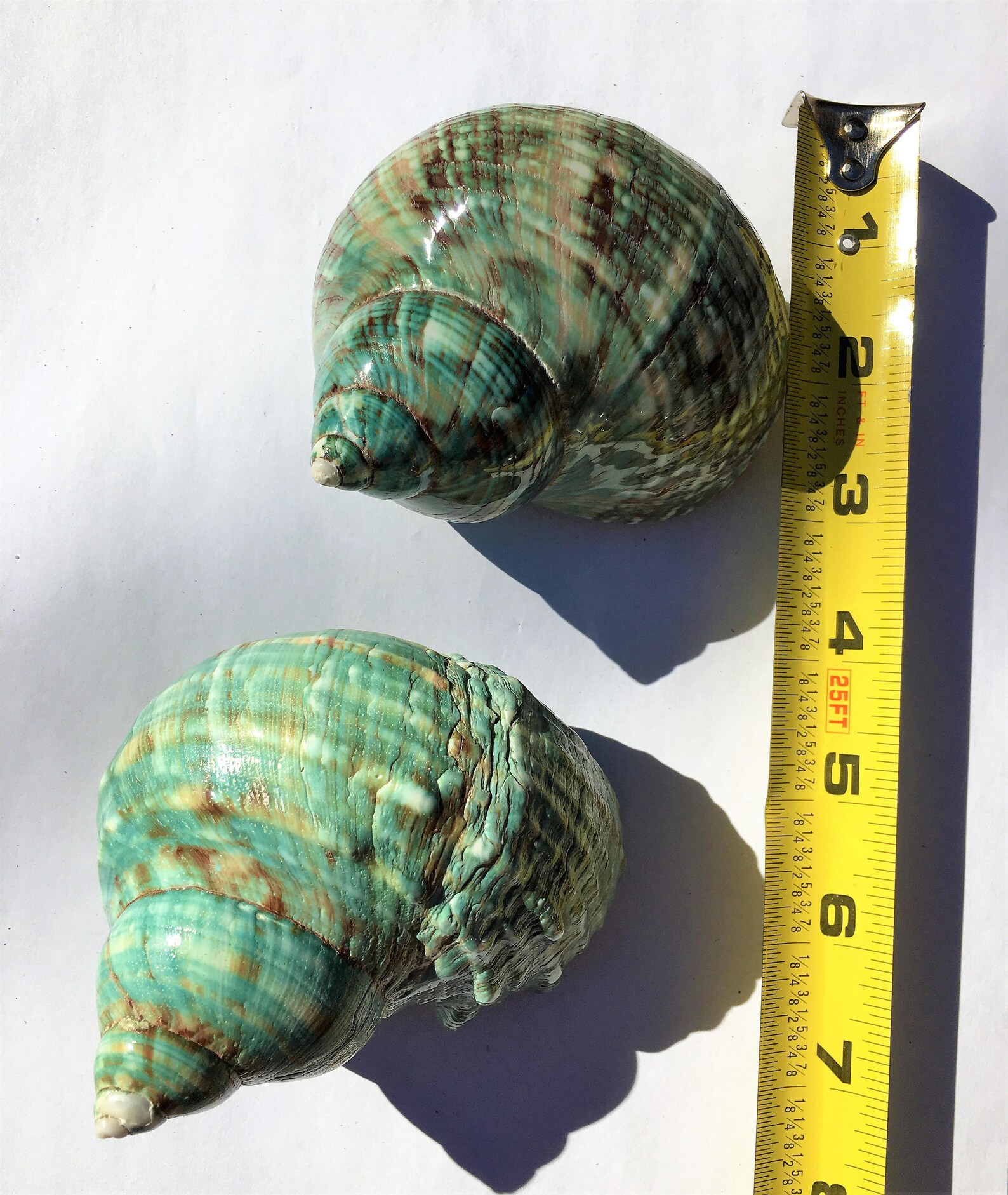 Turbo Solid Green 3 Bulk Pack of 6 Shell Sea Shell | Etsy