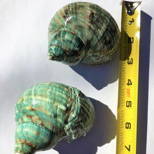 Turbo Solid Green 3 Bulk Pack of 6 Shell, Sea Shell, Seashell ...