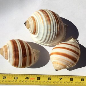 Shell Tonia Sulcosa Single Shell, Sea Shell, Seashell, Seaurchin, Sale ...